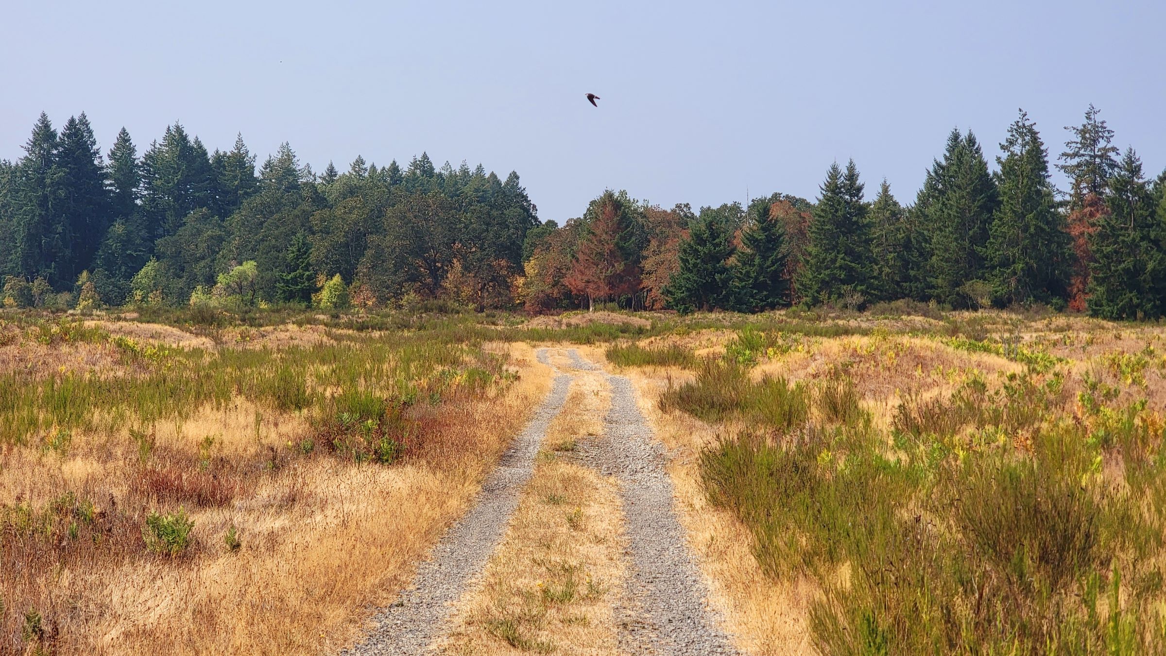 West Rocky Prairie Wildlife Area — Washington Trails Association