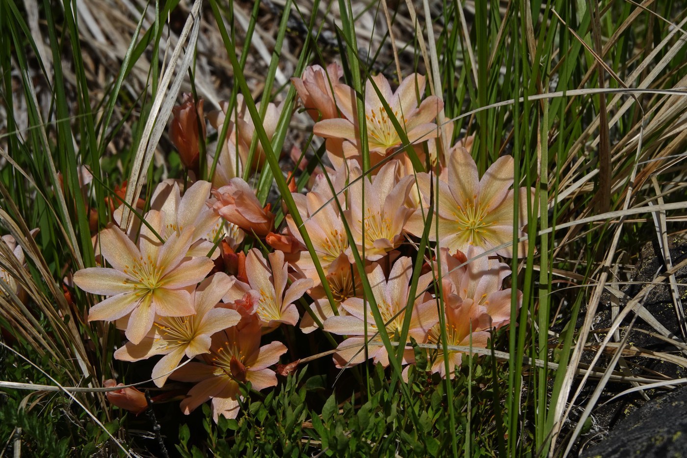 Naneum Creek — Washington Trails Association