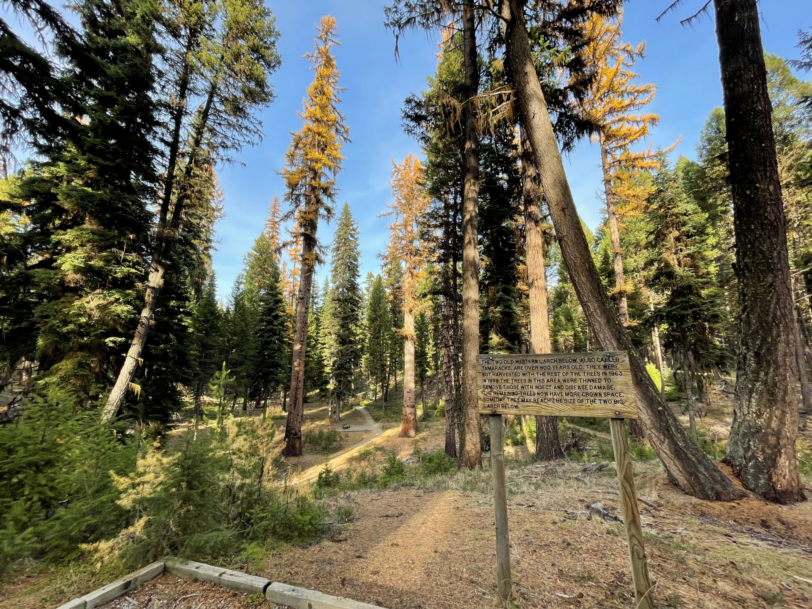 Big Tree Trail — Washington Trails Association