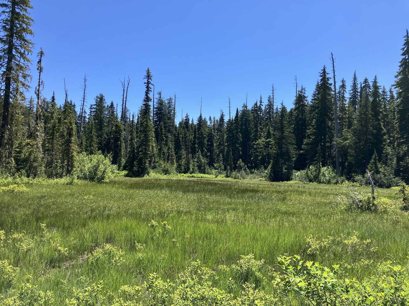 Lemah Meadow — Washington Trails Association