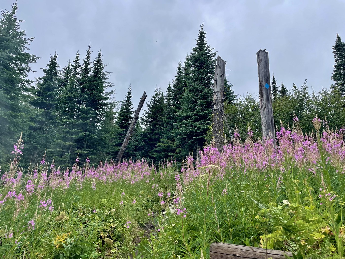 Mount Spokane State Park - Trail 130 — Washington Trails Association