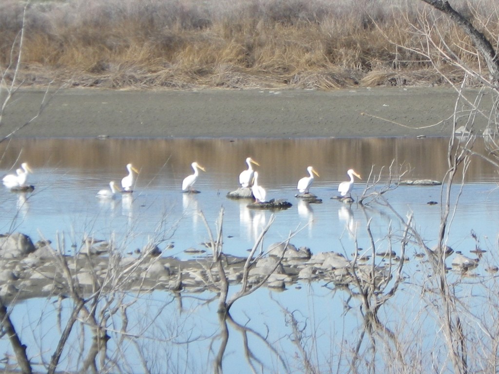 Priest Rapids Wildlife Area — Washington Trails Association
