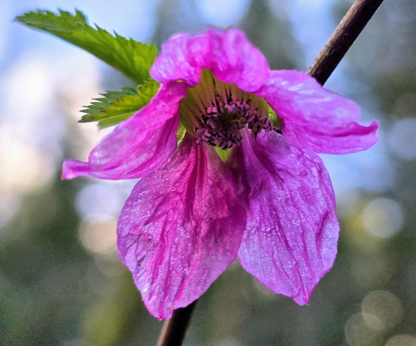 Puget Power — Washington Trails Association