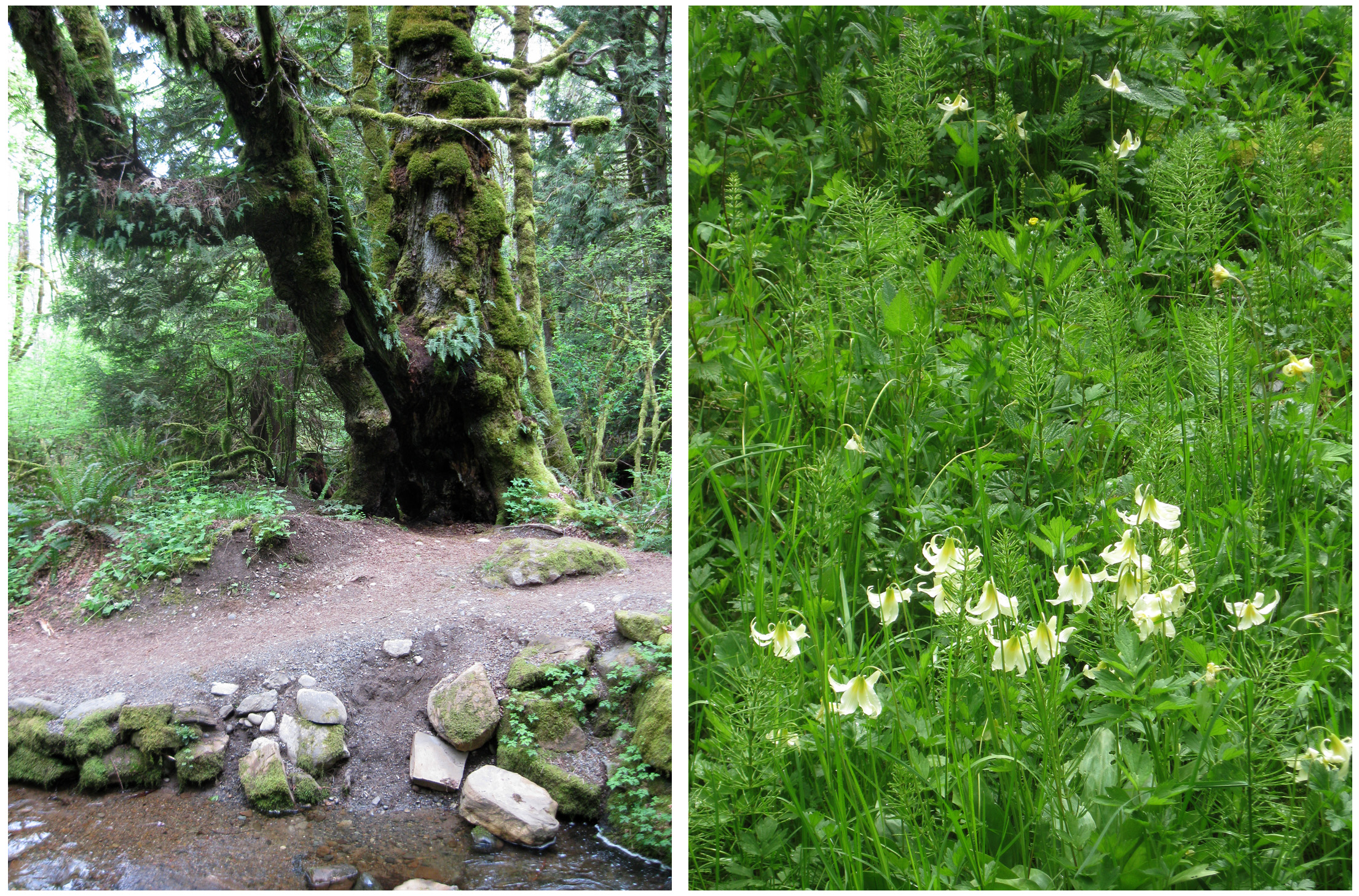 Red Town Meadow & Trails — Washington Trails Association