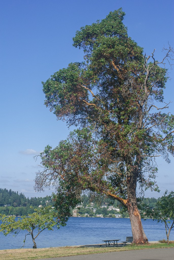 Seward Park — Washington Trails Association