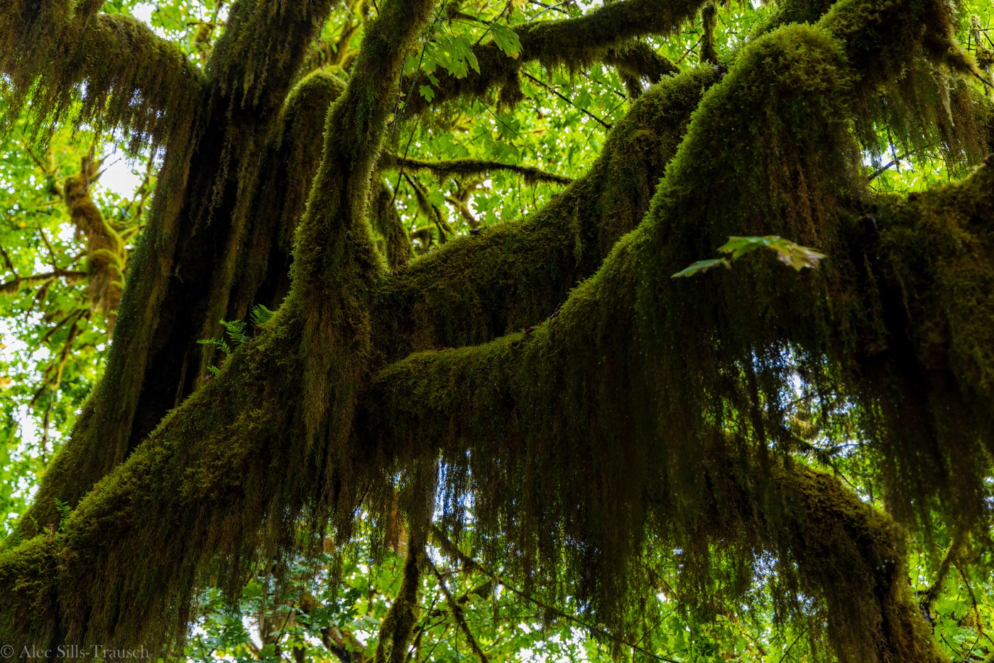 Spruce Nature Trail (Hoh) — Washington Trails Association