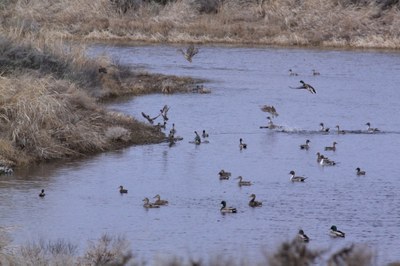 Swanson Lakes Wildlife Area — Washington Trails Association
