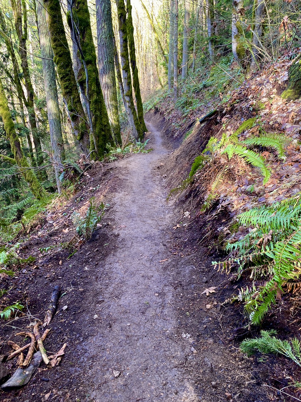 Tiger Mountain Trail South — Washington Trails Association