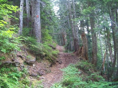 West Fork Humptulips River — Washington Trails Association