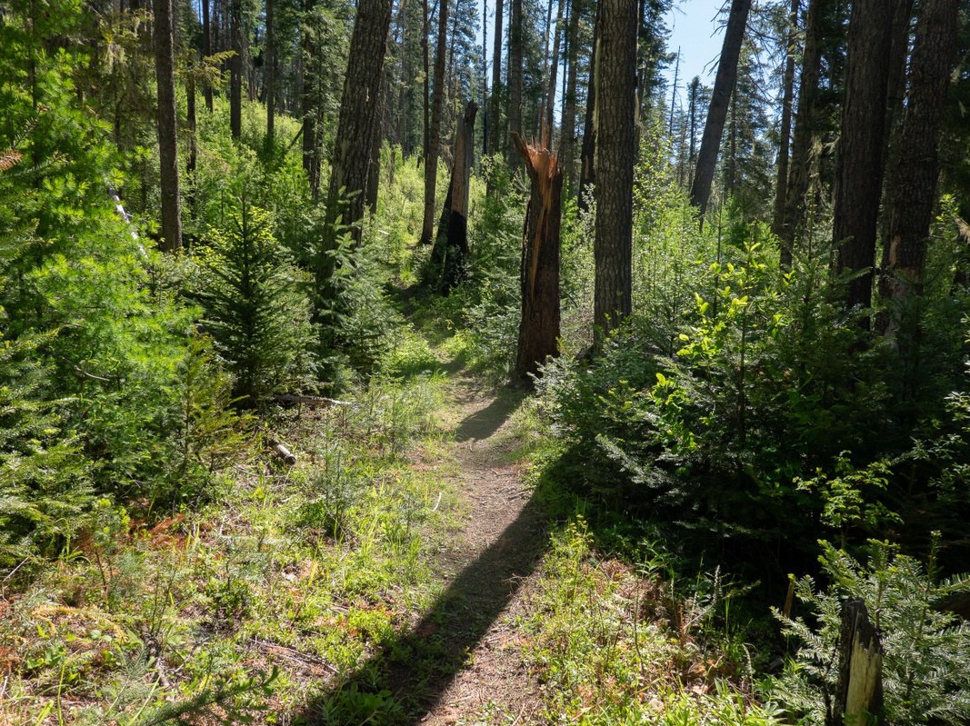 Tucannon River Canyon — Washington Trails Association