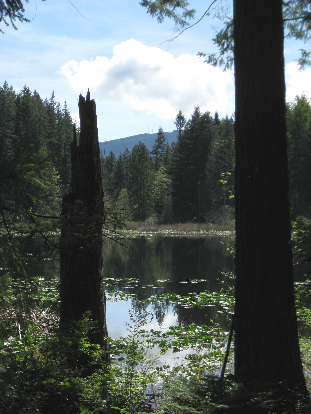 Yellow Lake — Washington Trails Association