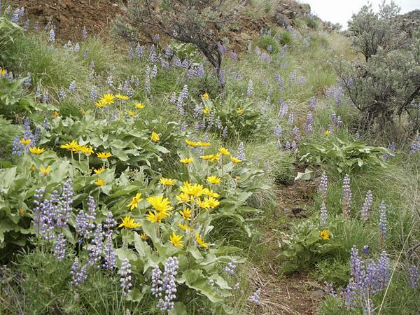 Northrup Canyon — Washington Trails Association