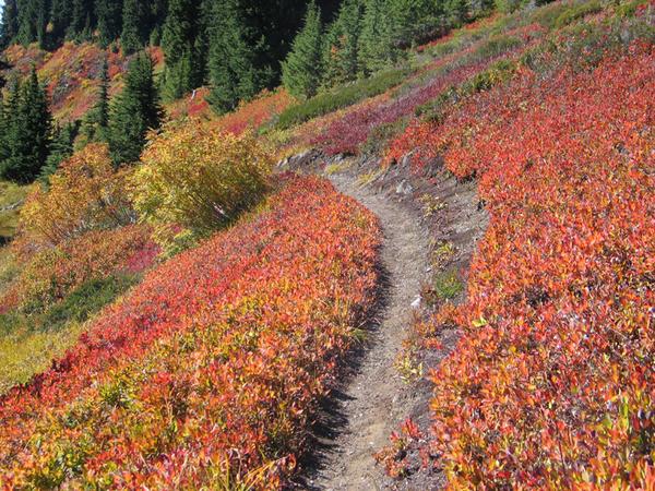 Welcome Pass #698 — Washington Trails Association