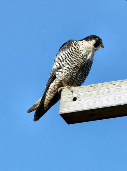 Fir Island, Samish Flats, Skagit Flats — Washington Trails Association