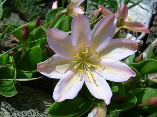 Tronsen Ridge #1204,Haney Meadow,Mount Lillian #1601 — Washington ...