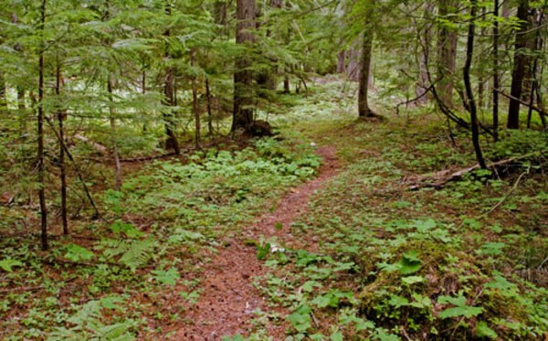 Backbone Ridge — Washington Trails Association