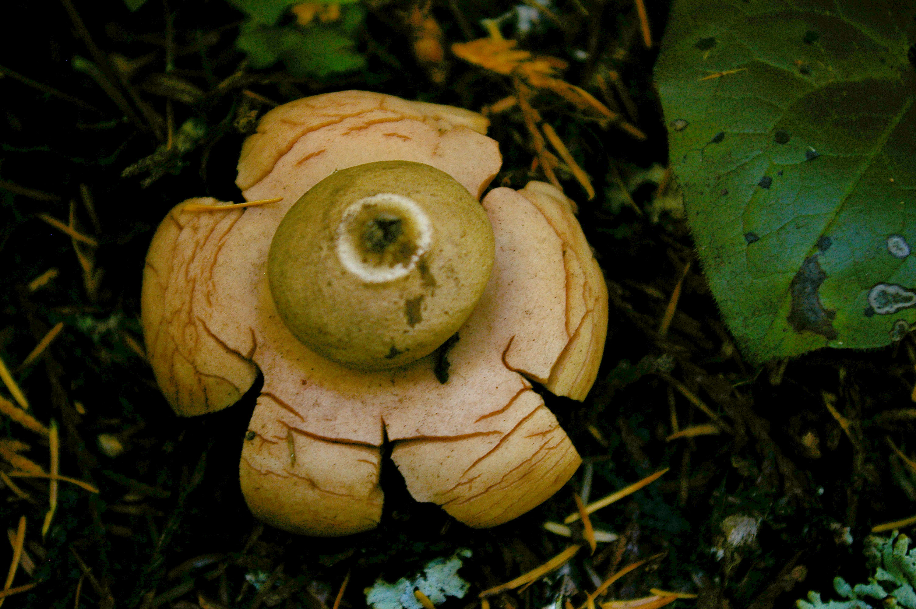 North Fork Sauk River — Washington Trails Association