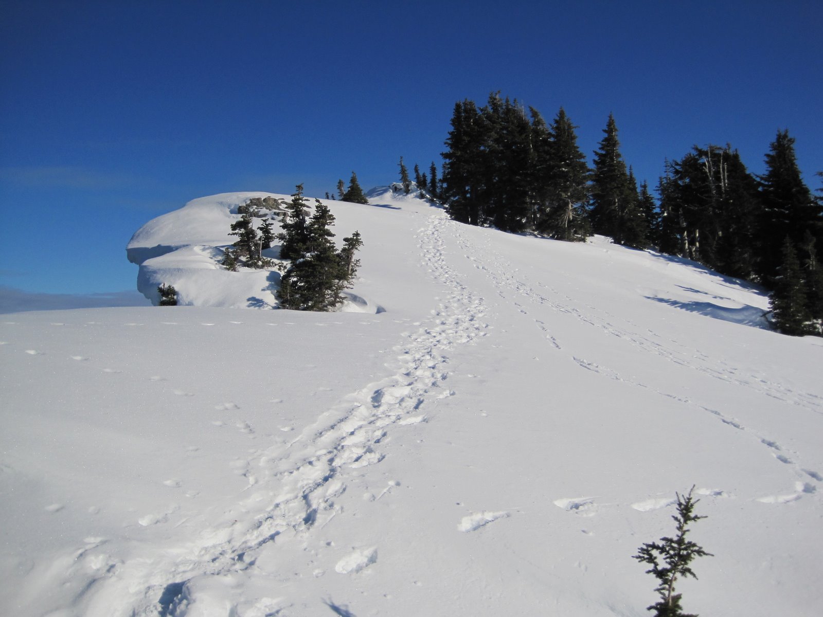 Mount Dickerman — Washington Trails Association