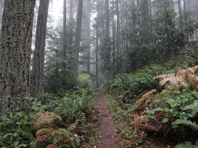 Wilderness Creek, Wilderness Peak Loop — Washington Trails Association