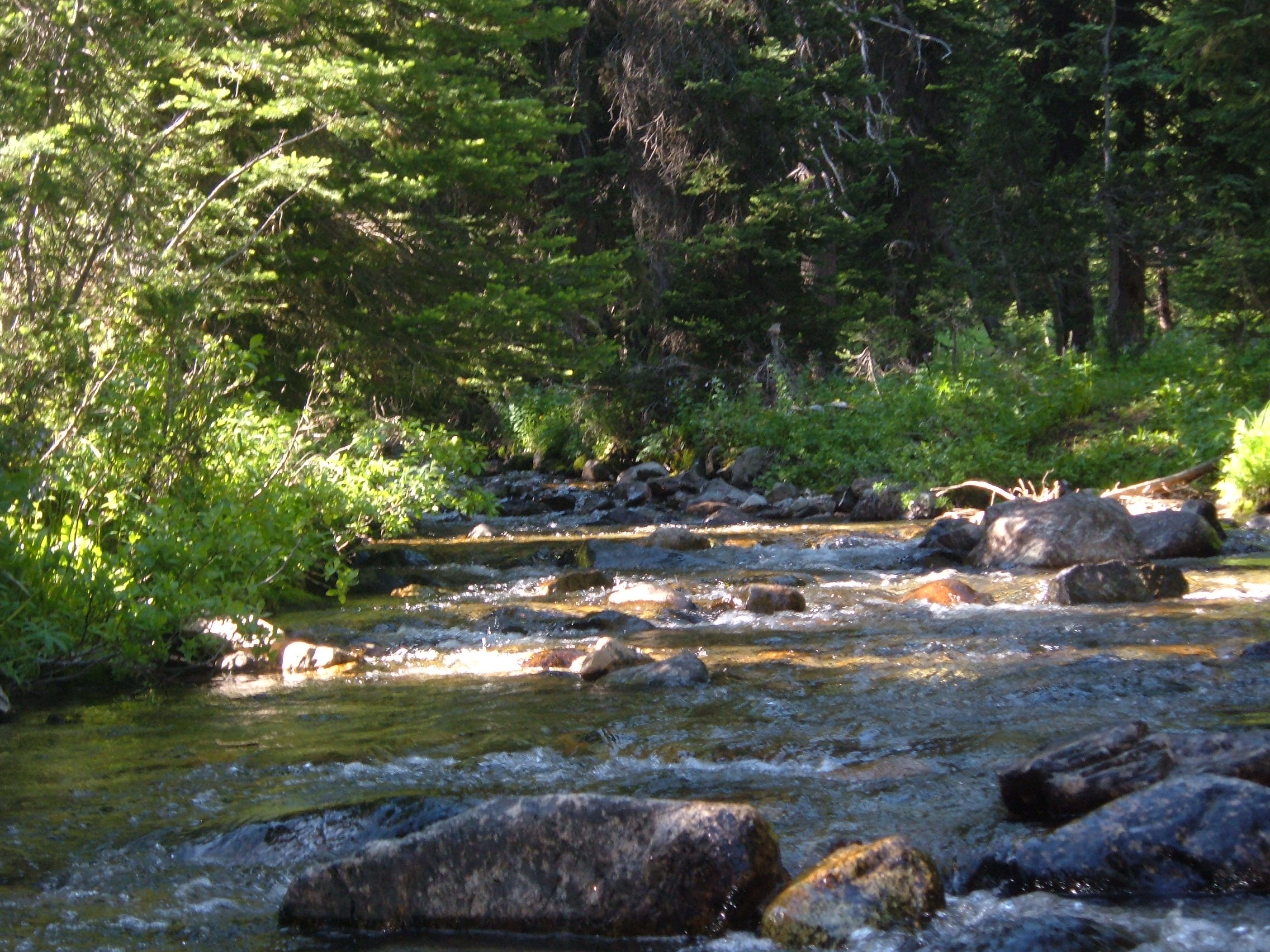 Fern Lake — Washington Trails Association