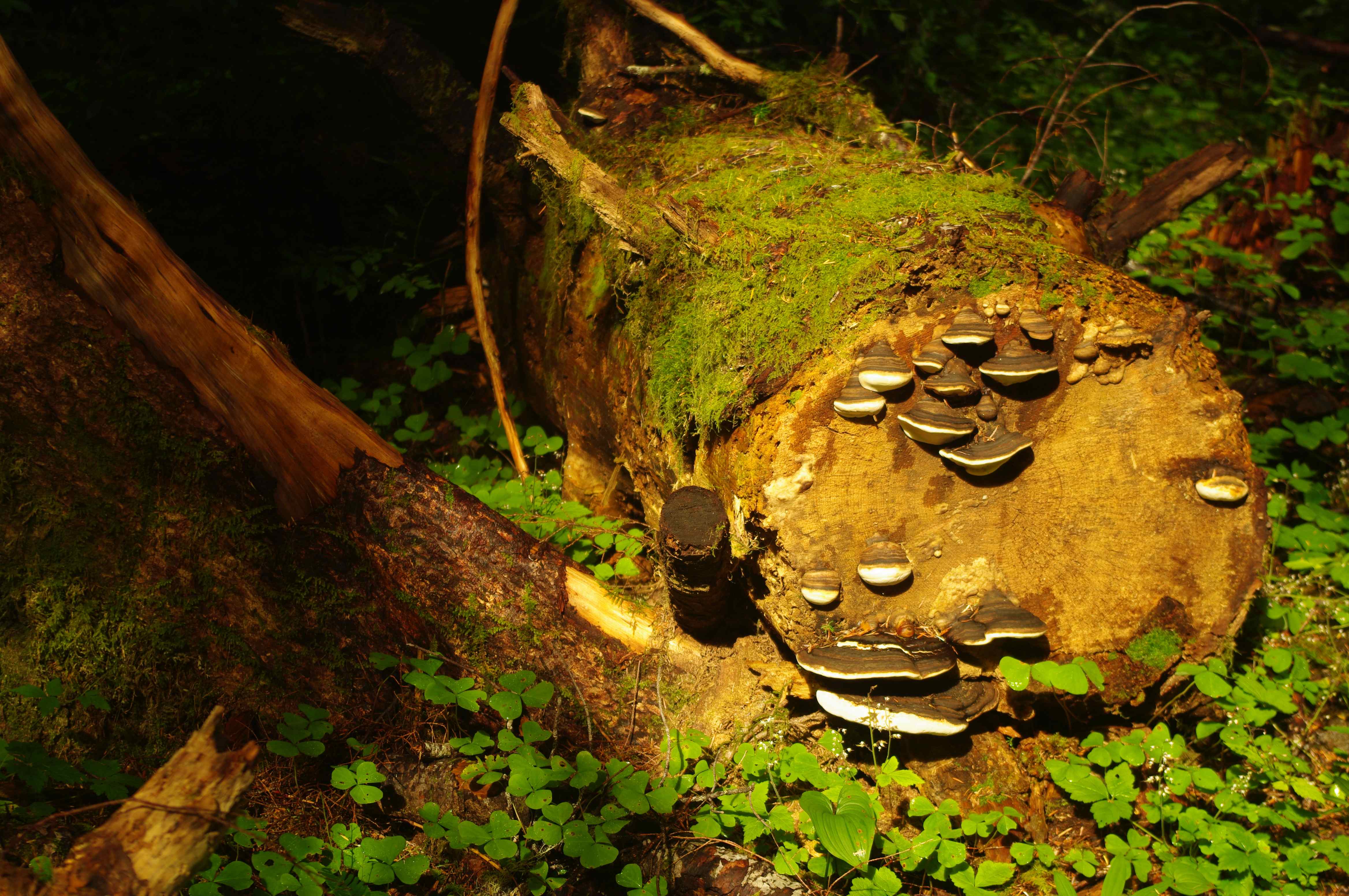 Pete's Creek, Colonel Bob — Washington Trails Association