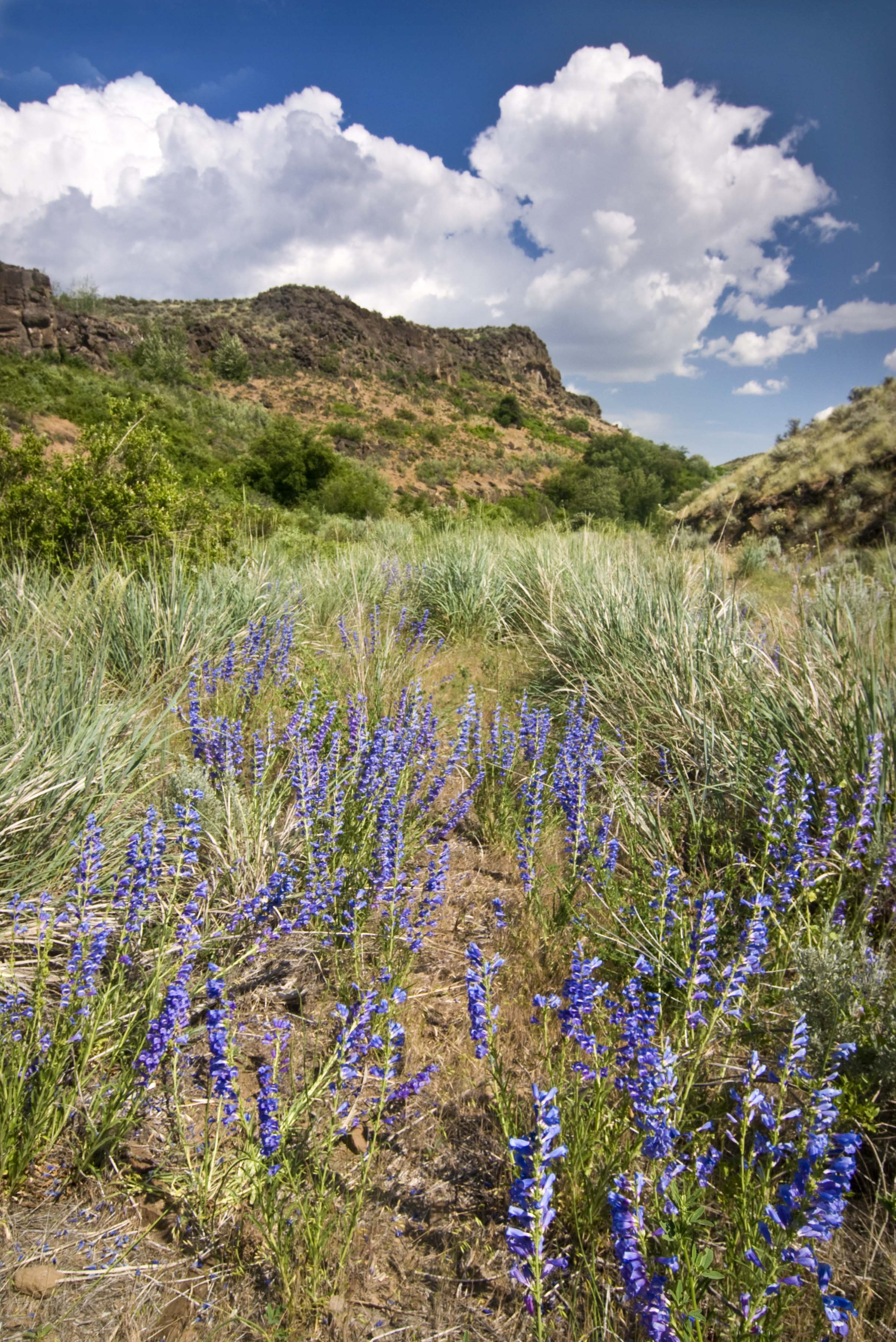 Cowiche Canyon Conservancy — Washington Trails Association