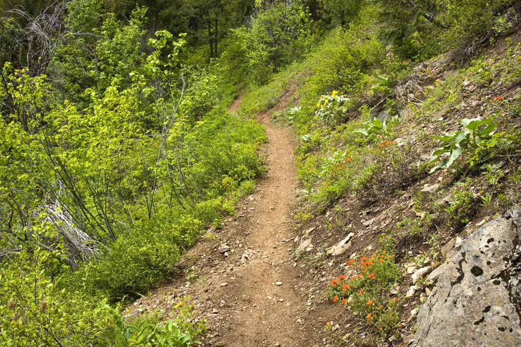 Iron Bear - Teanaway Ridge — Washington Trails Association