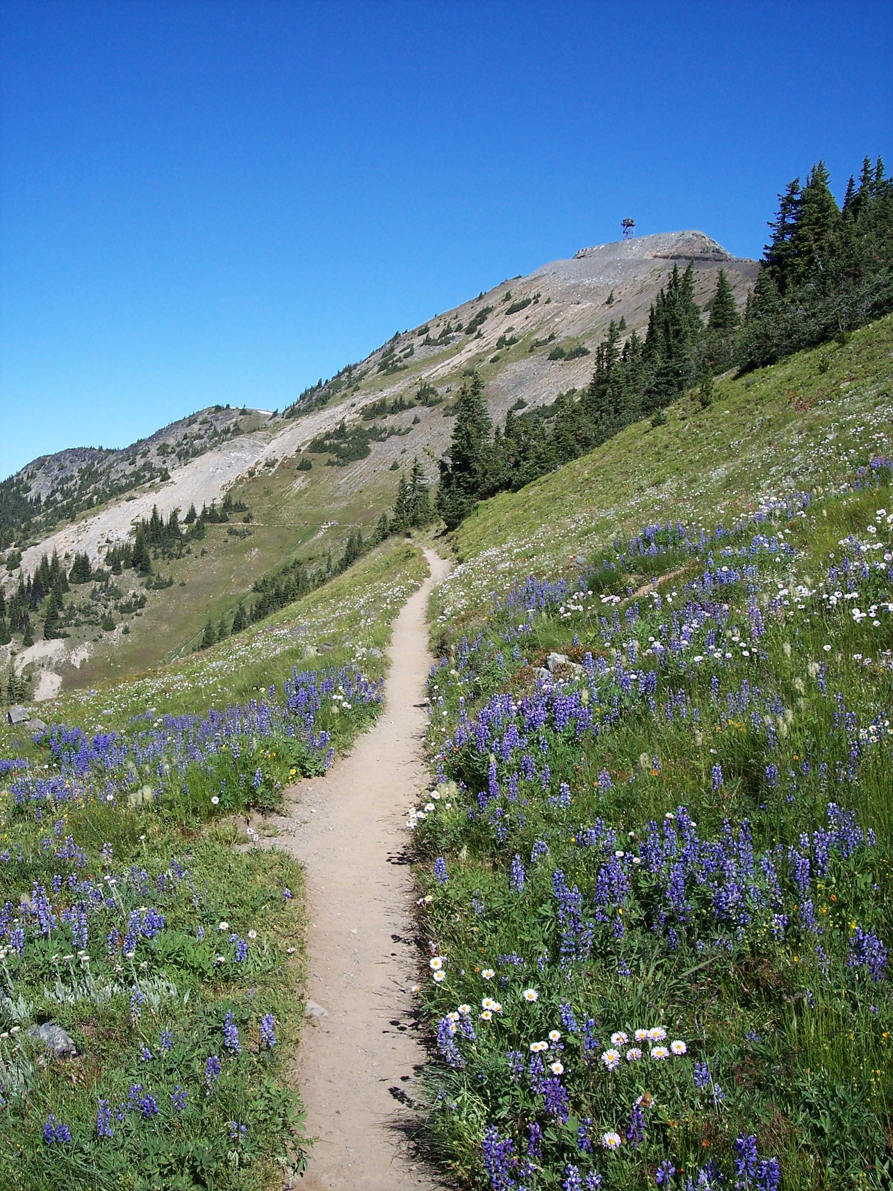 Holman Pass Loop, Seven-Pass Loop, PCT- Harts Pass to Holman Pass ...