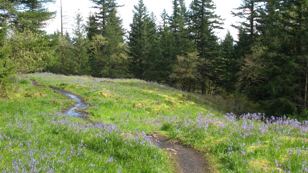 Lacamas Lake Park — Washington Trails Association