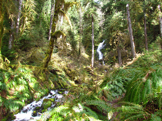 Mount Tom Creek — Washington Trails Association