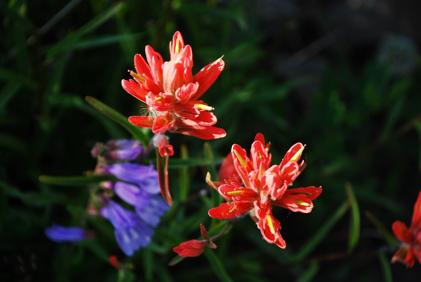 Colockum Pass Road — Washington Trails Association
