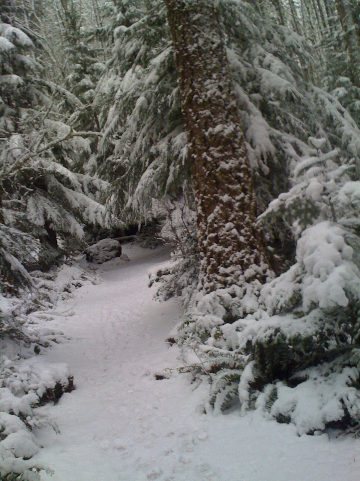 Rattlesnake Ridge Trail — Washington Trails Association