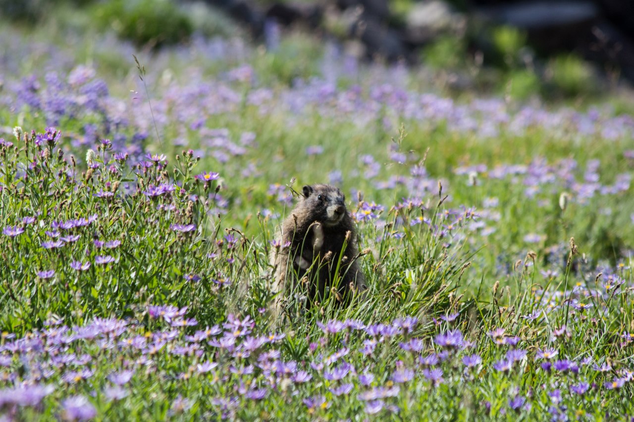 Goat Lake-Jordan Basin, Snowgrass Flat, Old Snowy Mountain - Elk Pass ...