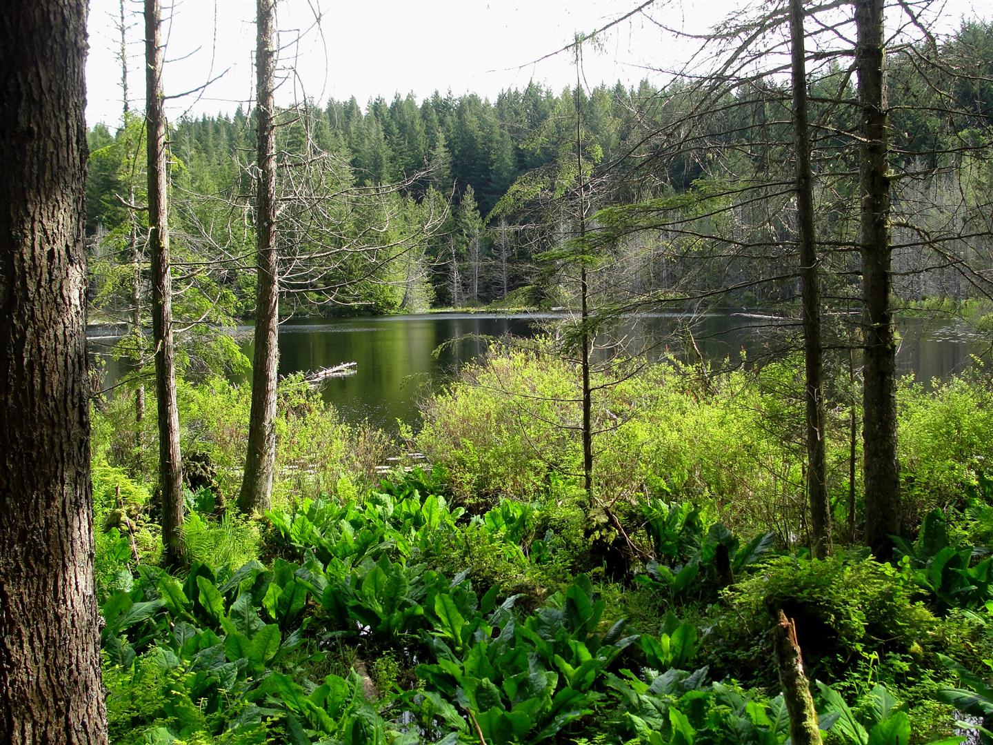 Raptor Ridge-Chuckanut Mountain, Pine and Cedar Lakes — Washington ...