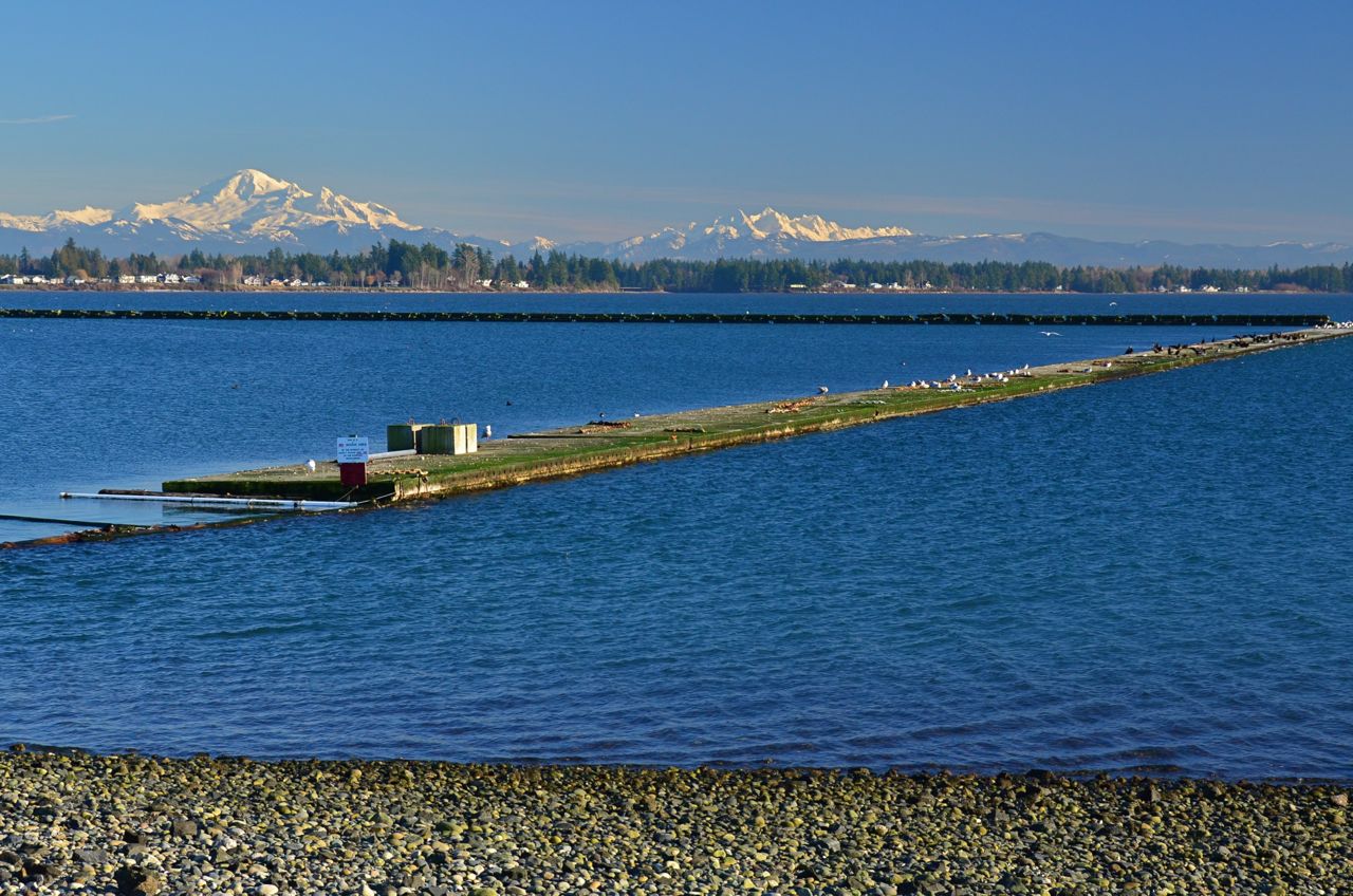 Semiahmoo Spit Trail — Washington Trails Association
