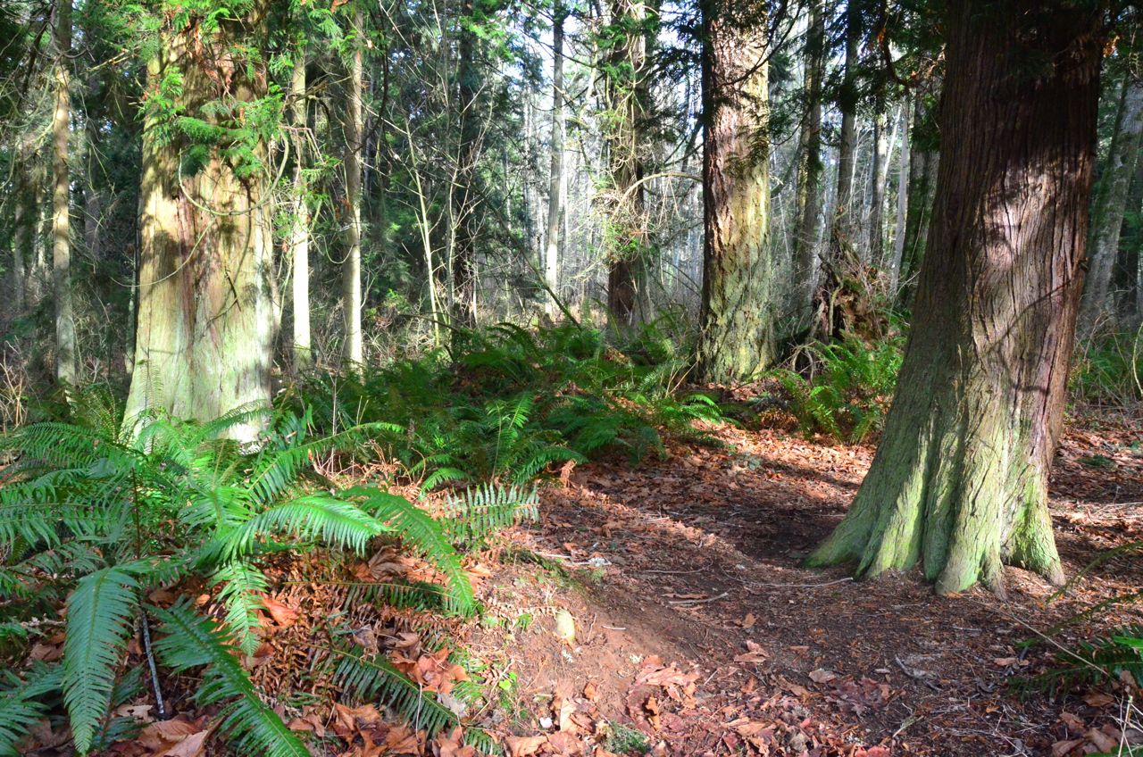 Birch Bay State Park — Washington Trails Association