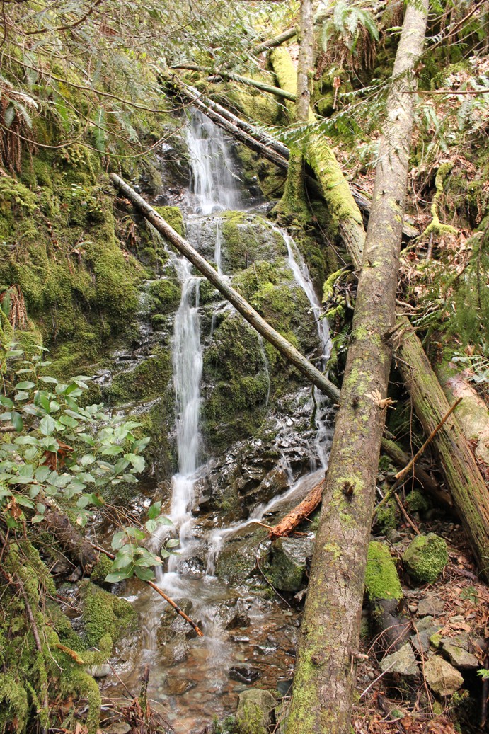 Dosewallips State Park - Steam Donkey Trail — Washington Trails Association