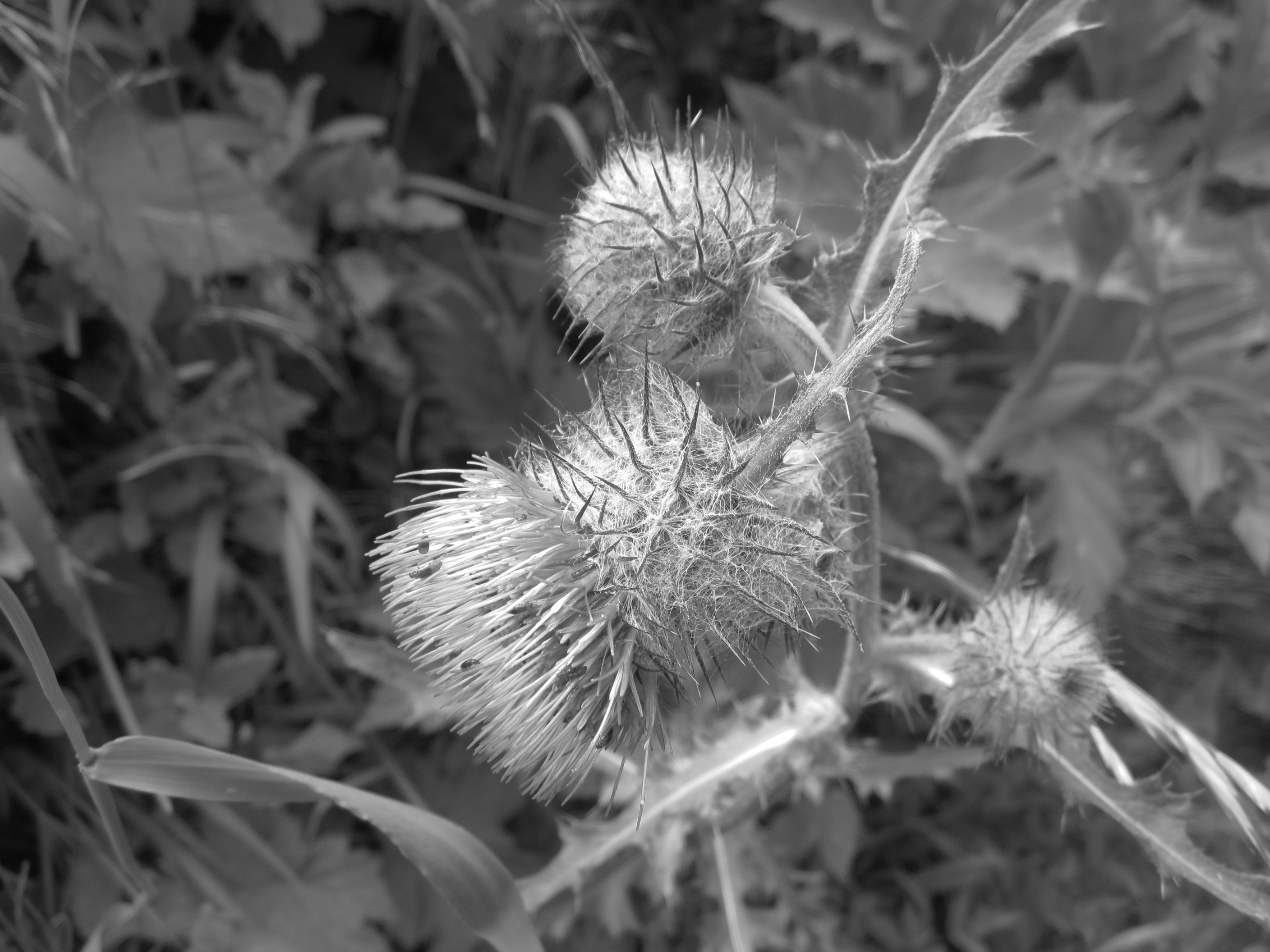 Three Forks, Upper Gray Wolf River to Gray Wolf Pass, Lower Gray Wolf ...