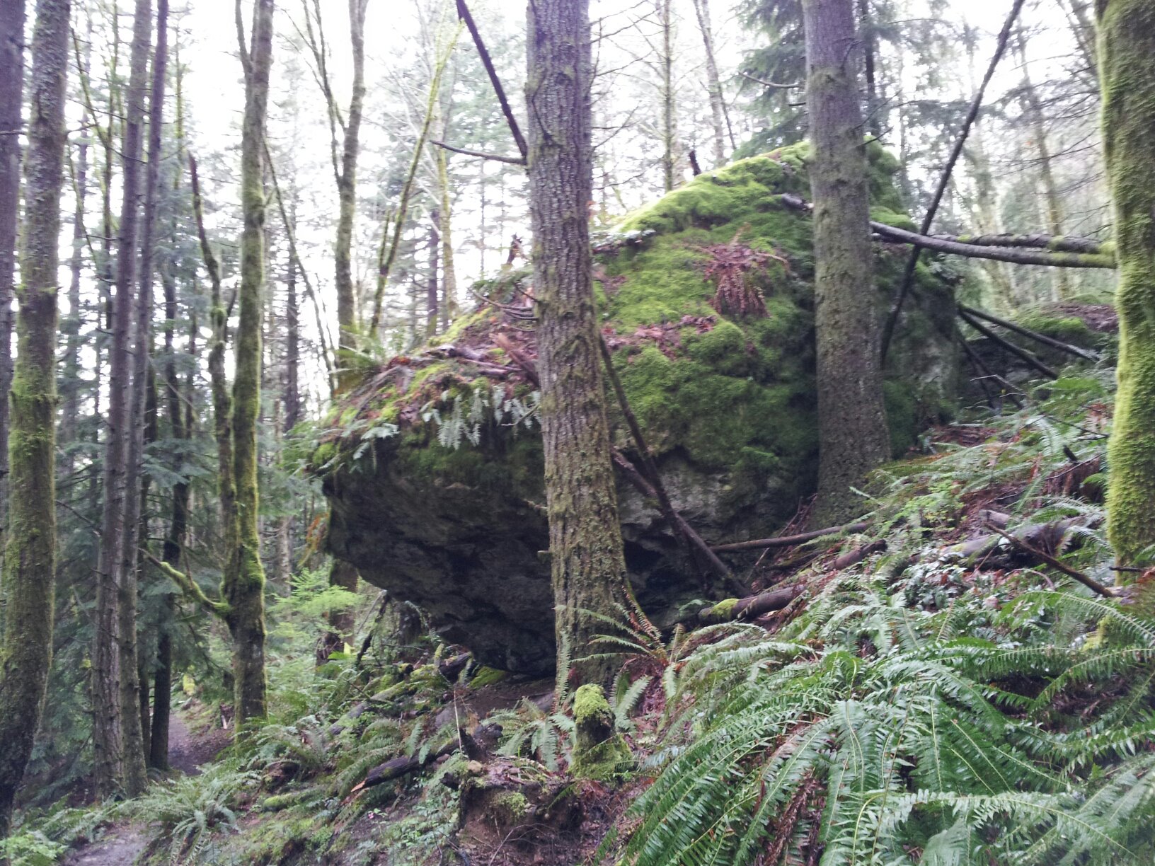 Pacific Northwest Trail, Lily and Lizard Lake Loop — Washington Trails ...