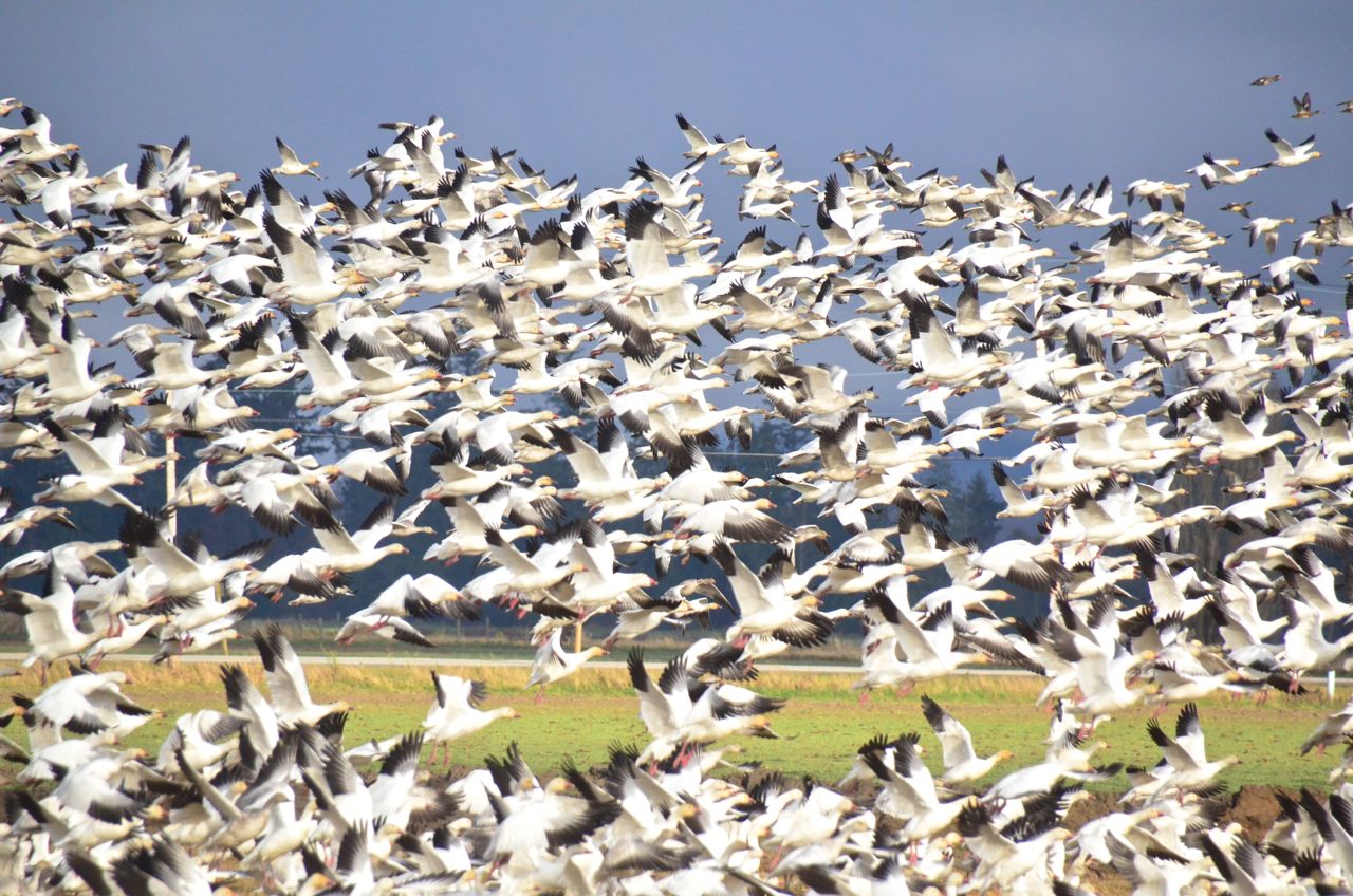 Skagit Wildlife Area — Washington Trails Association