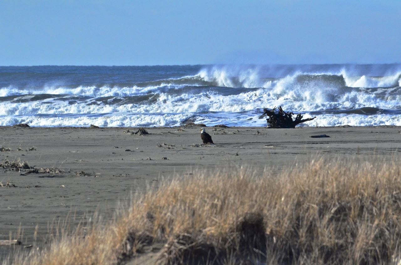Griffiths-Priday State Park - Copalis River Spit — Washington Trails ...