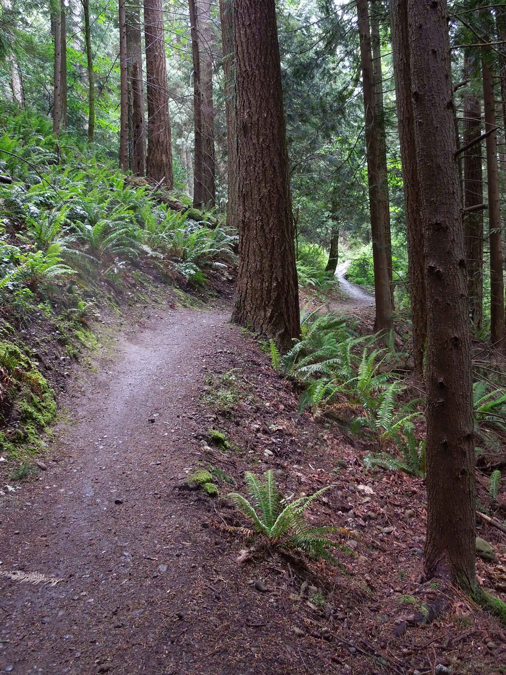 Grand Ridge Park — Washington Trails Association