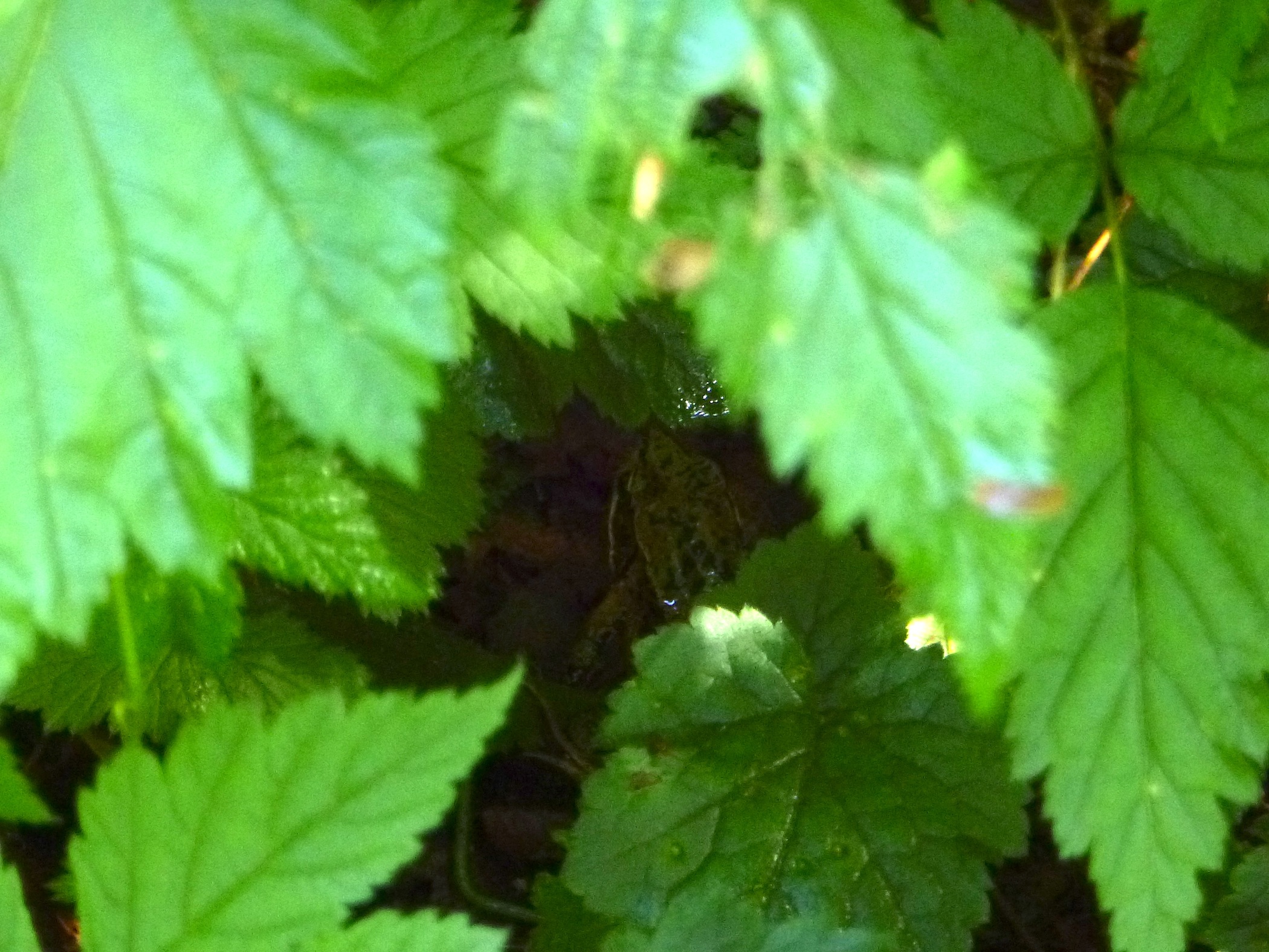 Goat Flats — Washington Trails Association