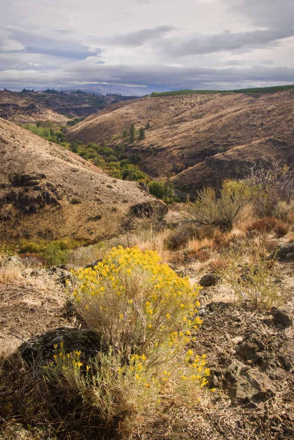 Cowiche Canyon — Washington Trails Association