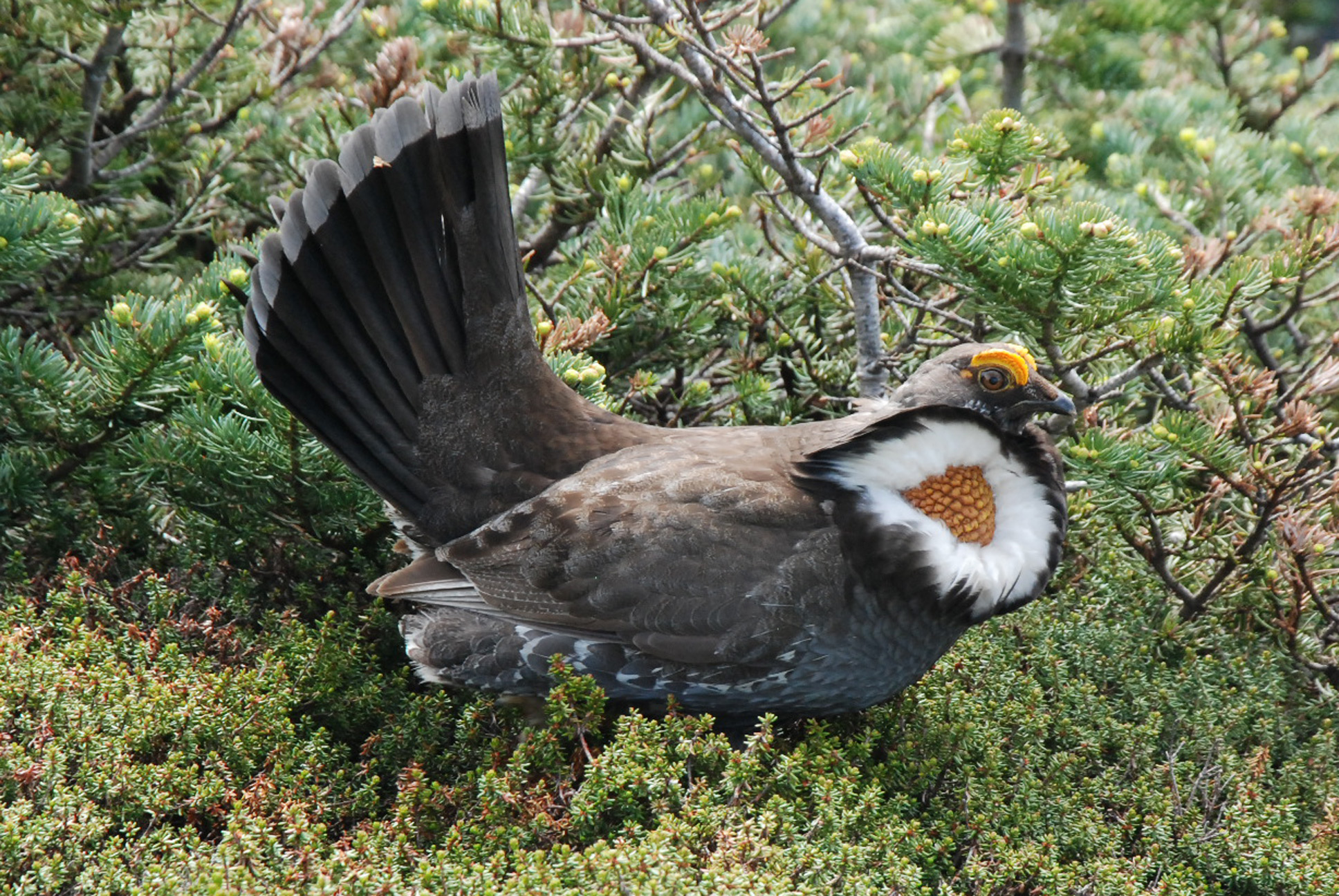 Cascade Pass, Cascade Pass and Sahale Arm, Sahale Glacier — Washington ...