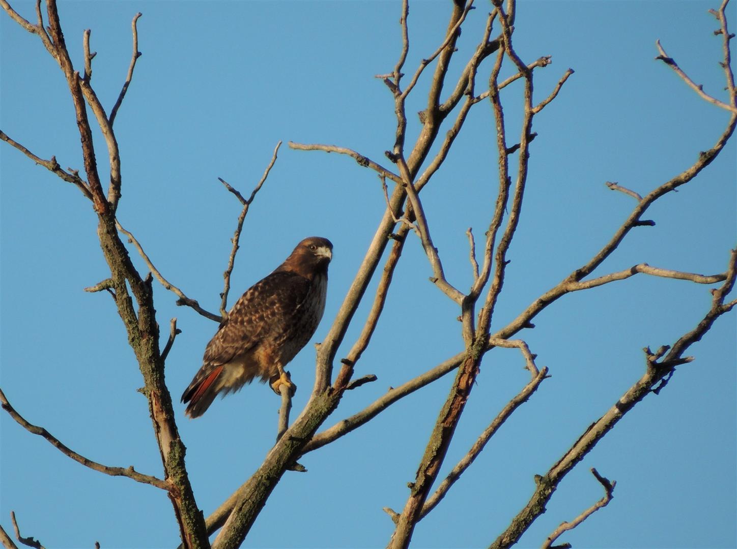 Leque Island - Stanwood Levee Trail — Washington Trails Association