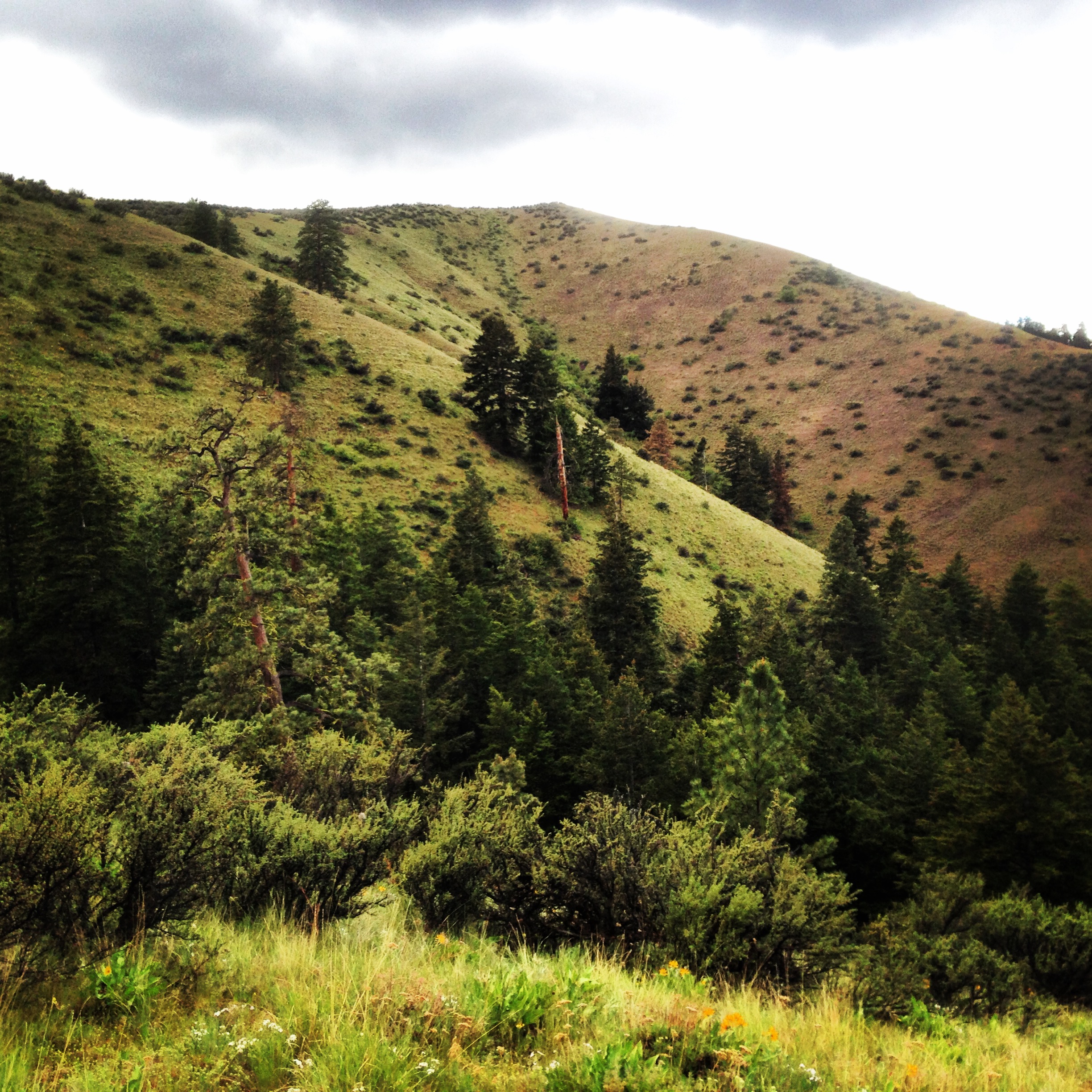 Manastash Ridge — Washington Trails Association