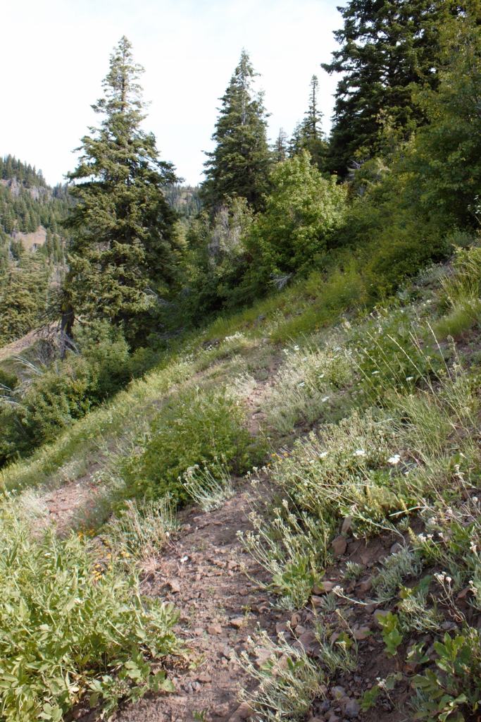 Mount Misery, Smooth Ridge, Crooked Creek, Wenaha River Trail ...