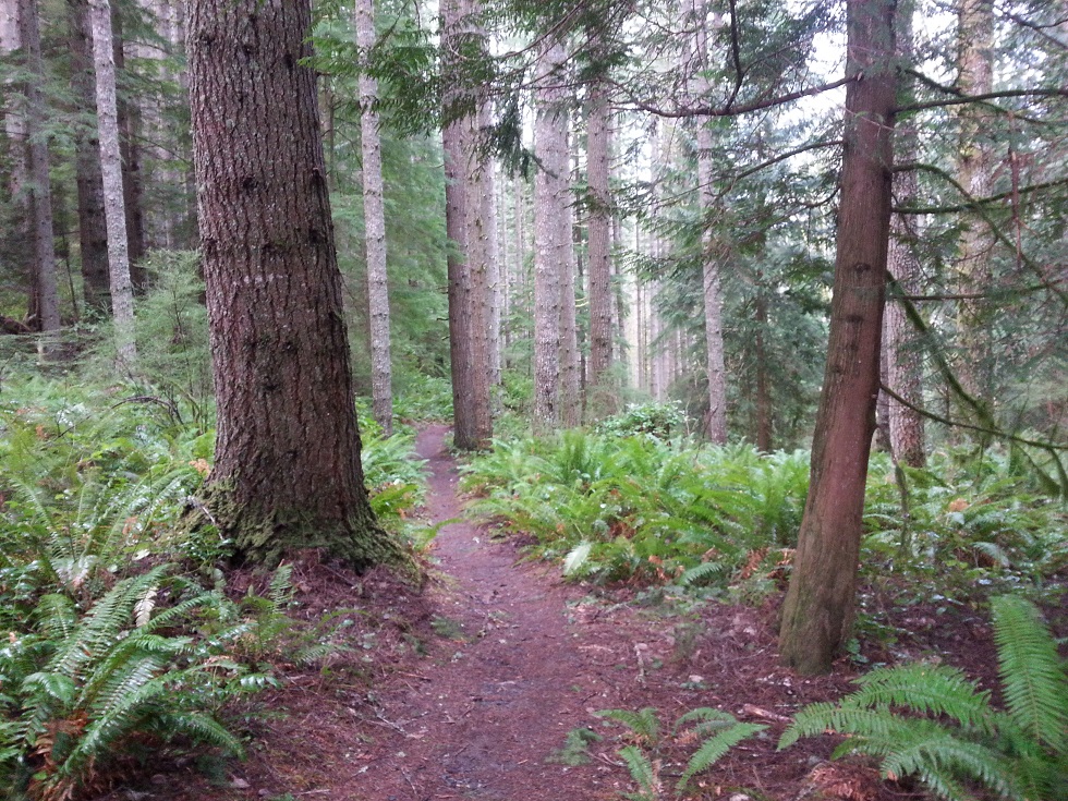 Capitol State Forest - Sherman Creek — Washington Trails Association