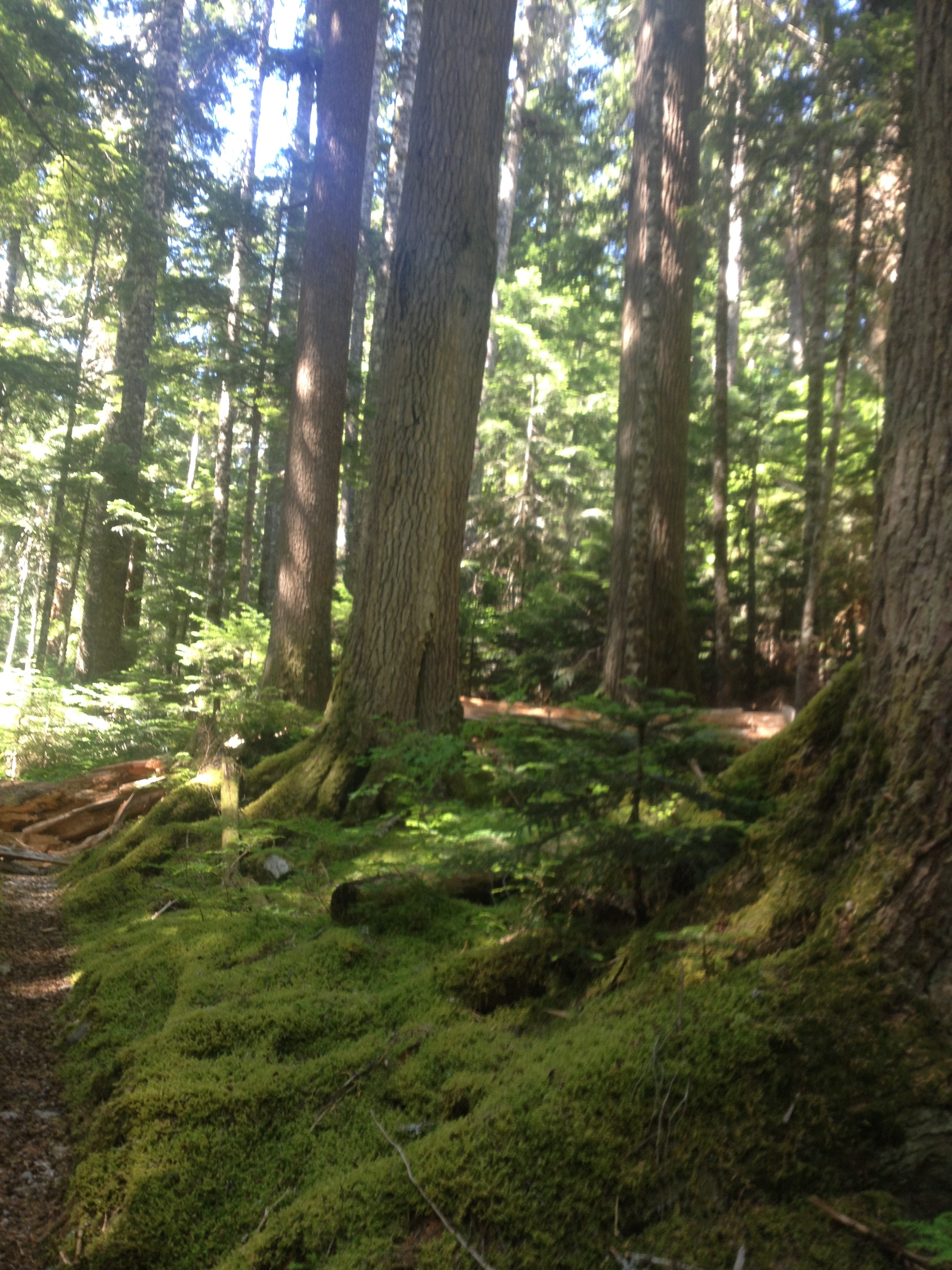 Copper Ridge Loop, Hannegan Pass and Peak — Washington Trails Association